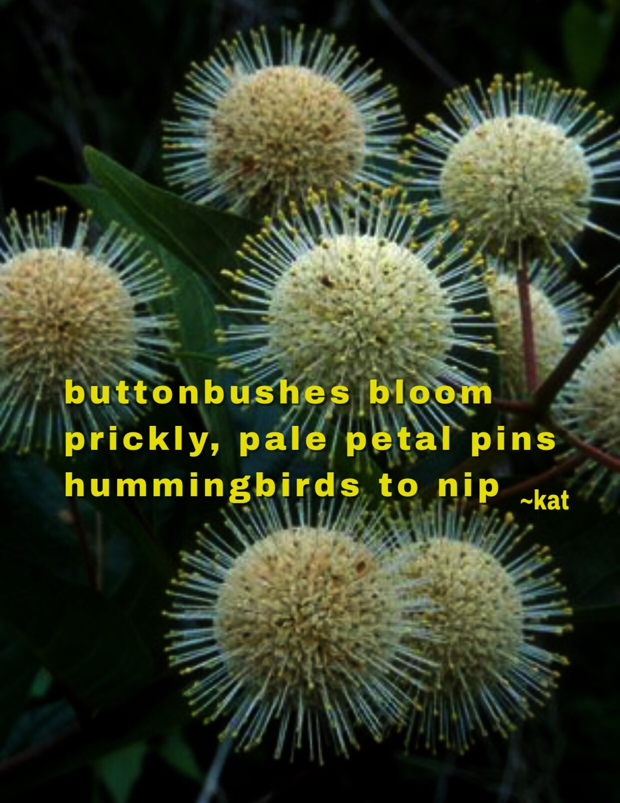 Nectar Orbs | like mercury colliding...