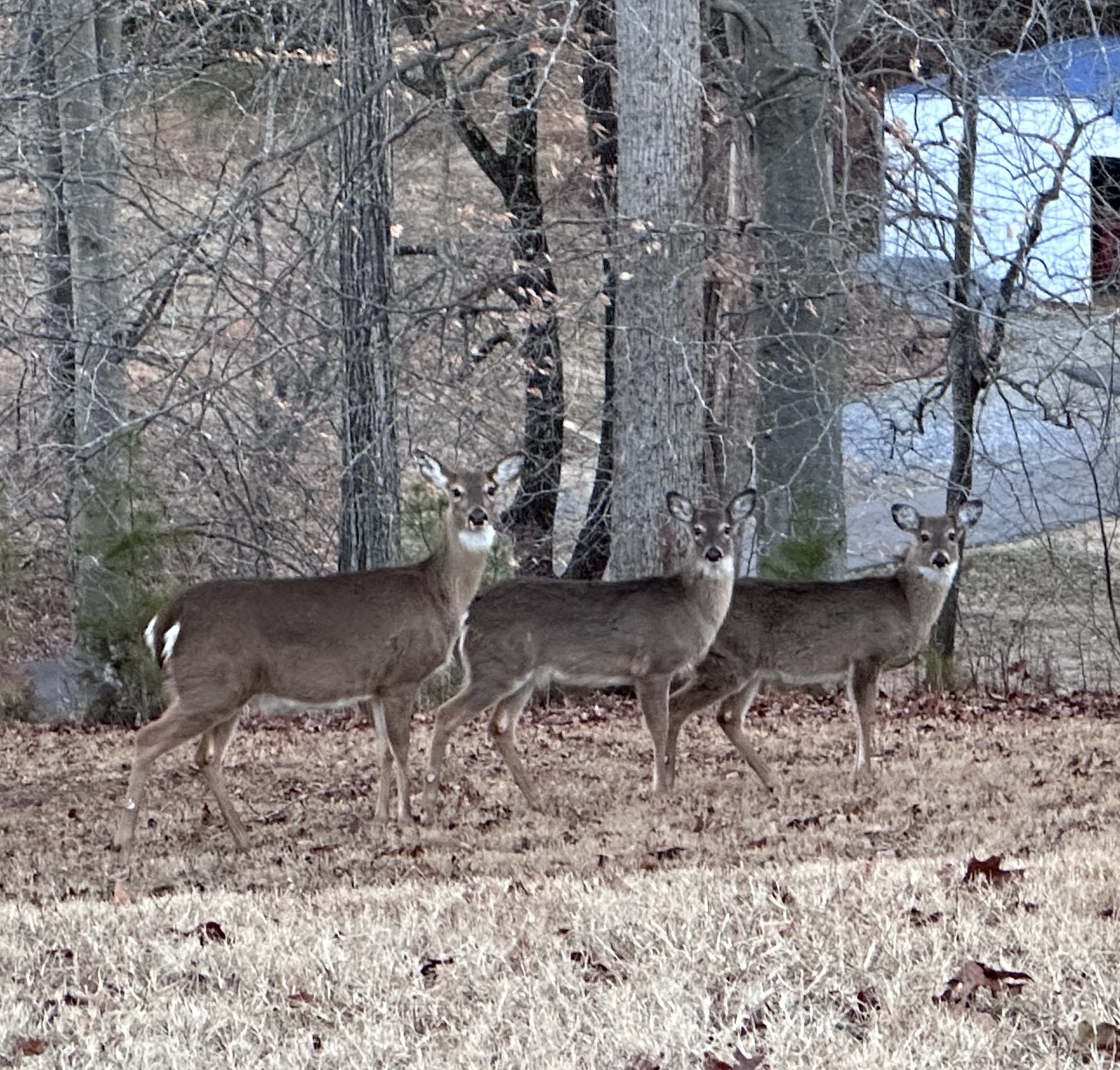 Day 366 – a glimmer | like mercury colliding...