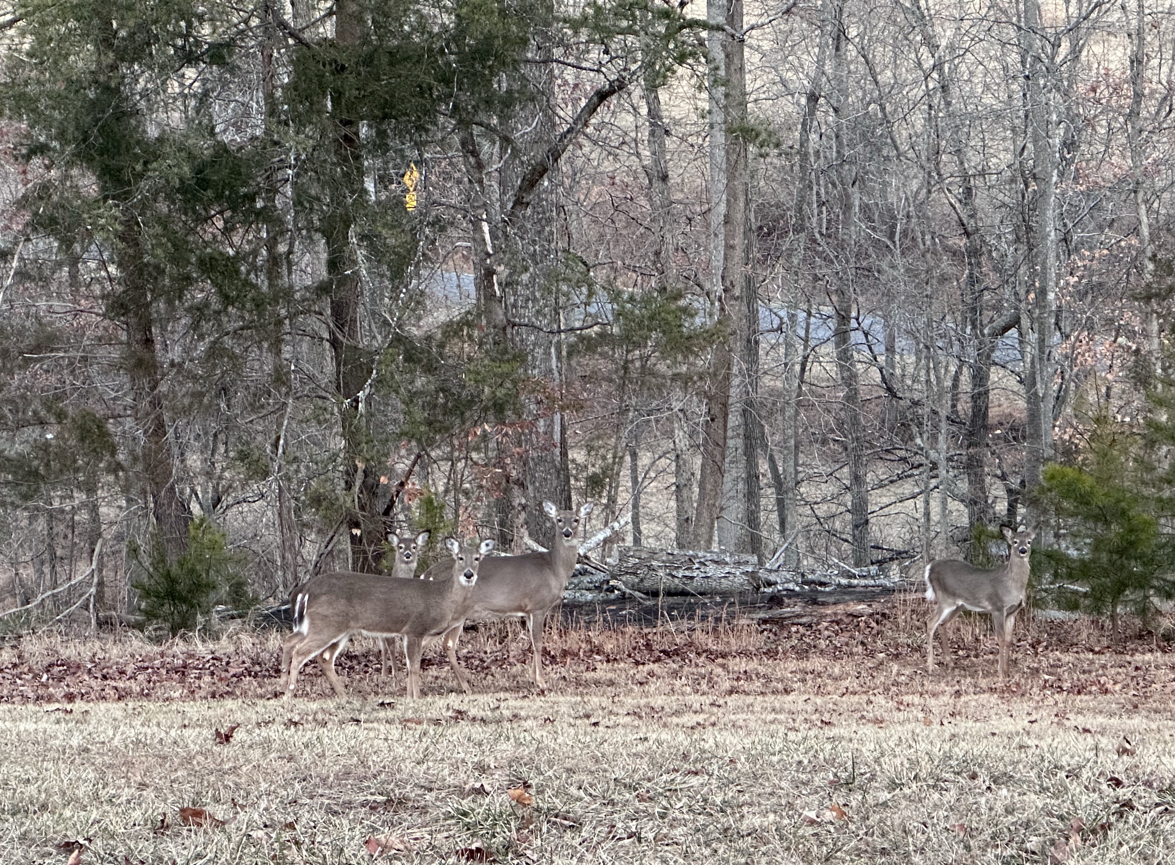 Day 366 – a glimmer | like mercury colliding...